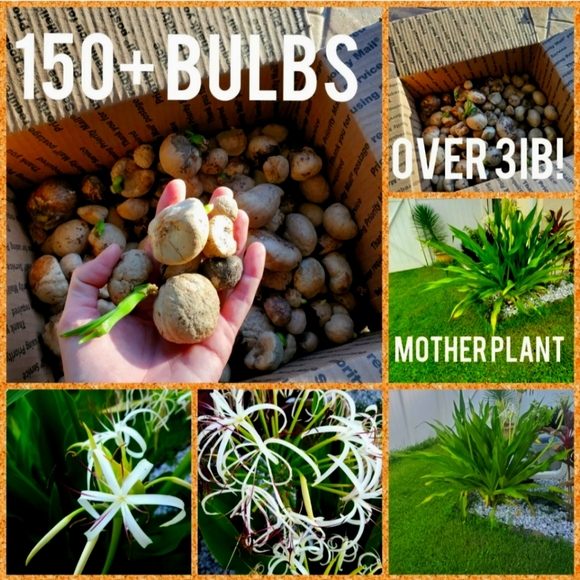 unbranded | Other | 3ibgiant White Spider Lily Seeds Crinum ...